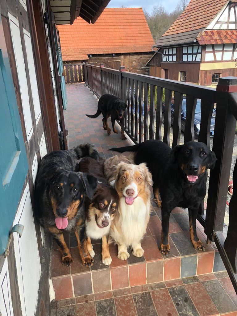 Accueil - Elevage de Lusan - eleveur de chiens Berger Australien